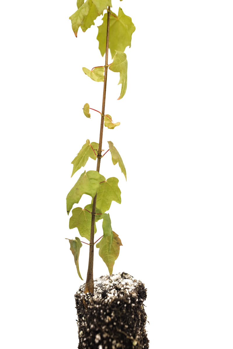 Florida Maple | Medium Tree Seedling – The Jonsteen Company