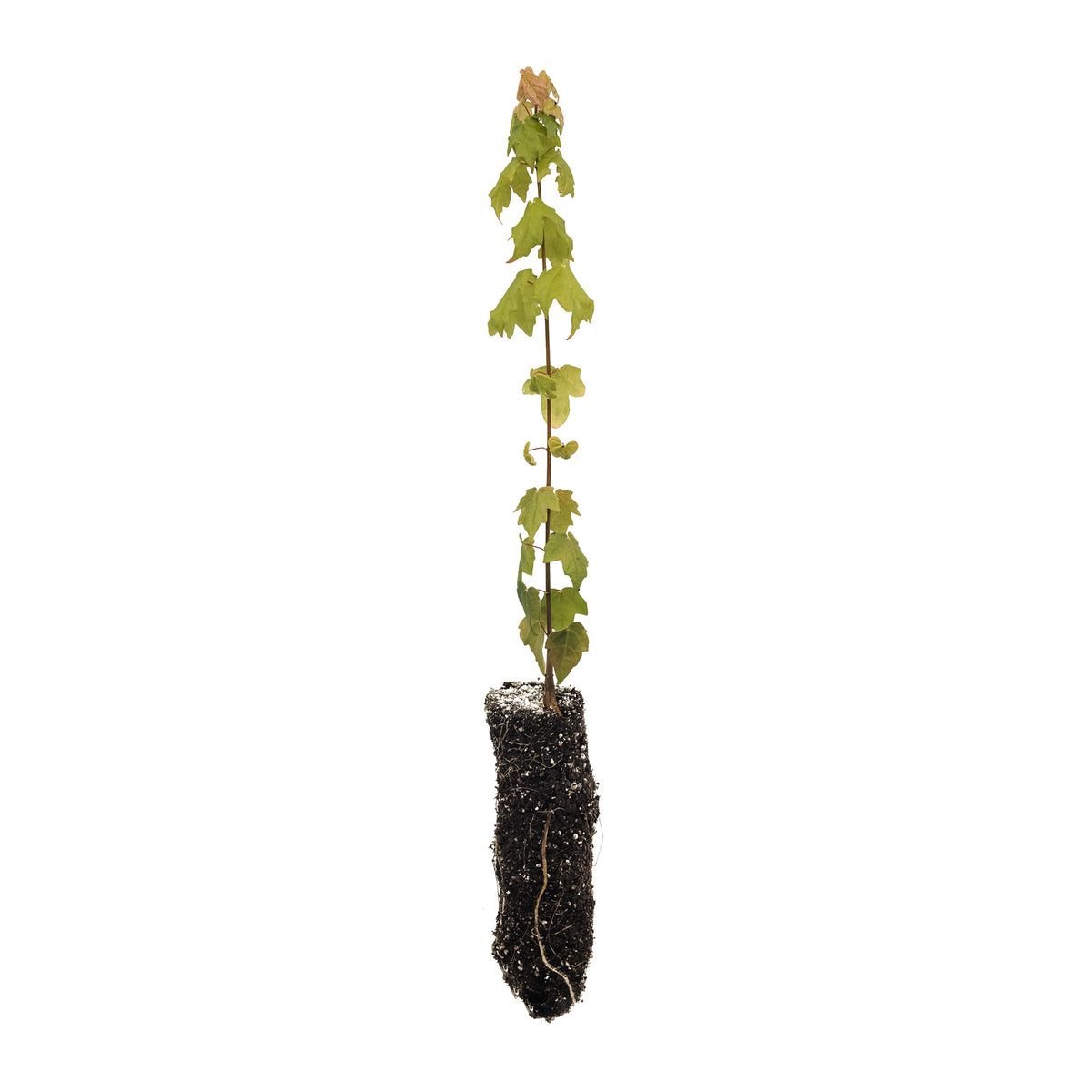 Florida Maple | Medium Tree Seedling – The Jonsteen Company