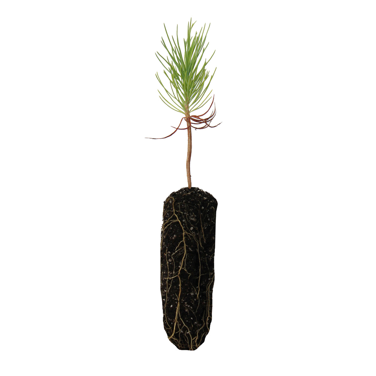Sugar Pine | Medium Tree Seedling – The Jonsteen Company