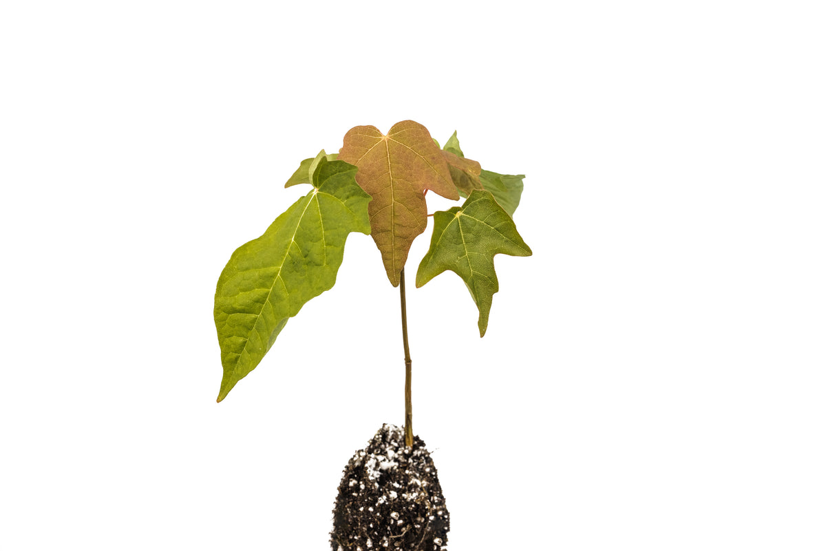 Sugar Maple | Small Tree Seedling – The Jonsteen Company