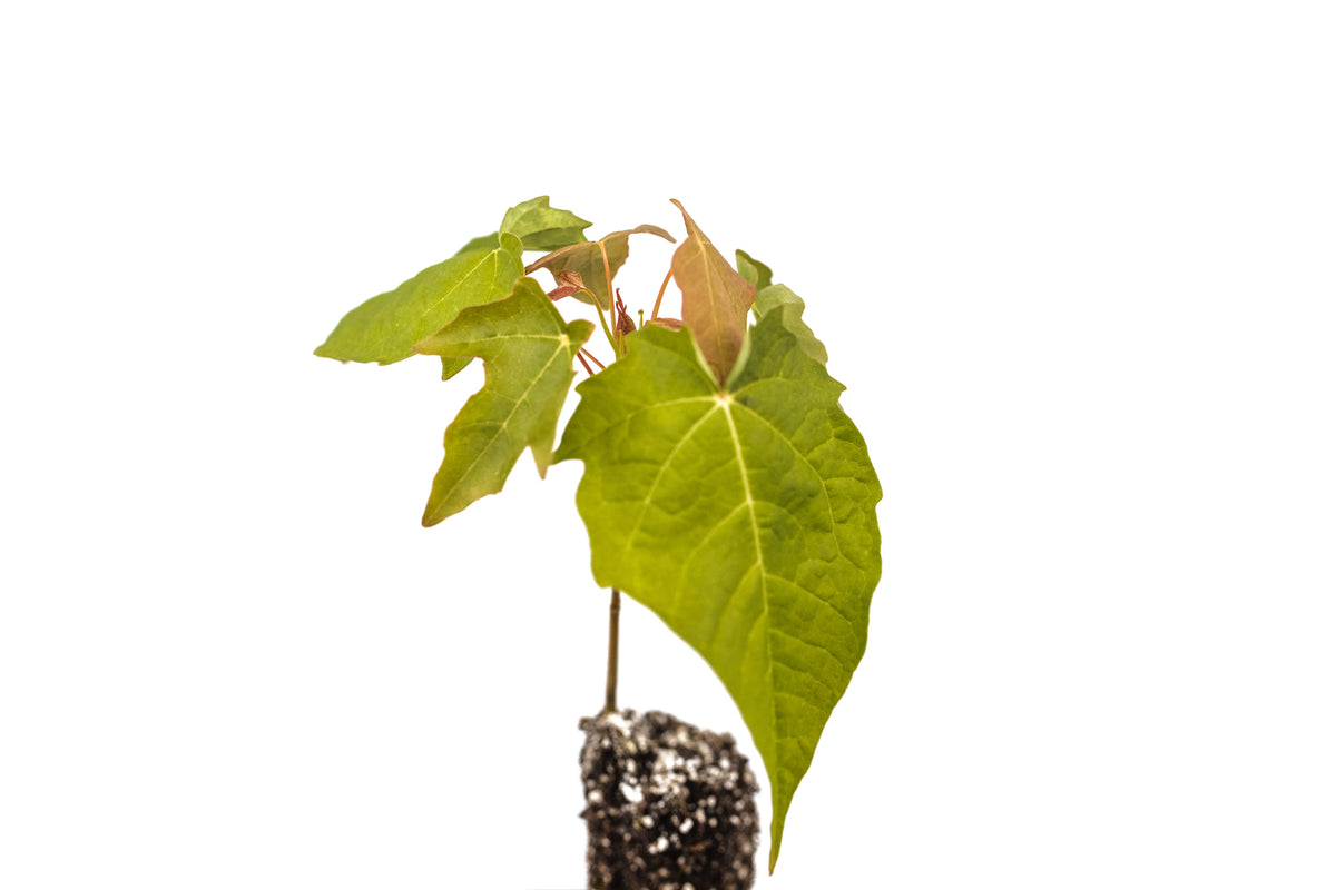 Sugar Maple | Small Tree Seedling – The Jonsteen Company