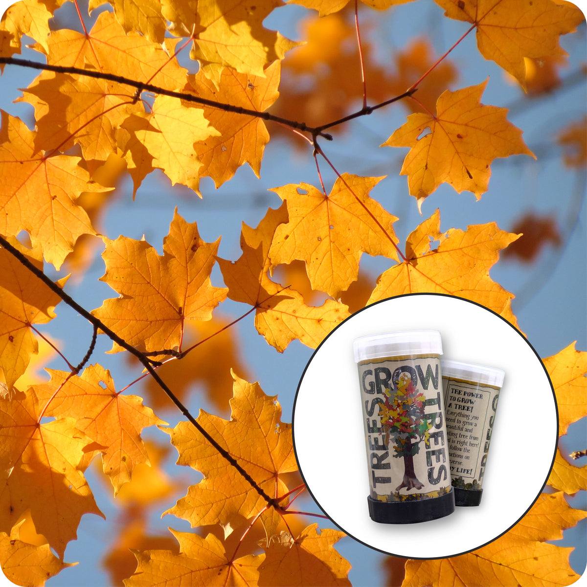 Sugar Maple | Mini-Grow Kit – The Jonsteen Company