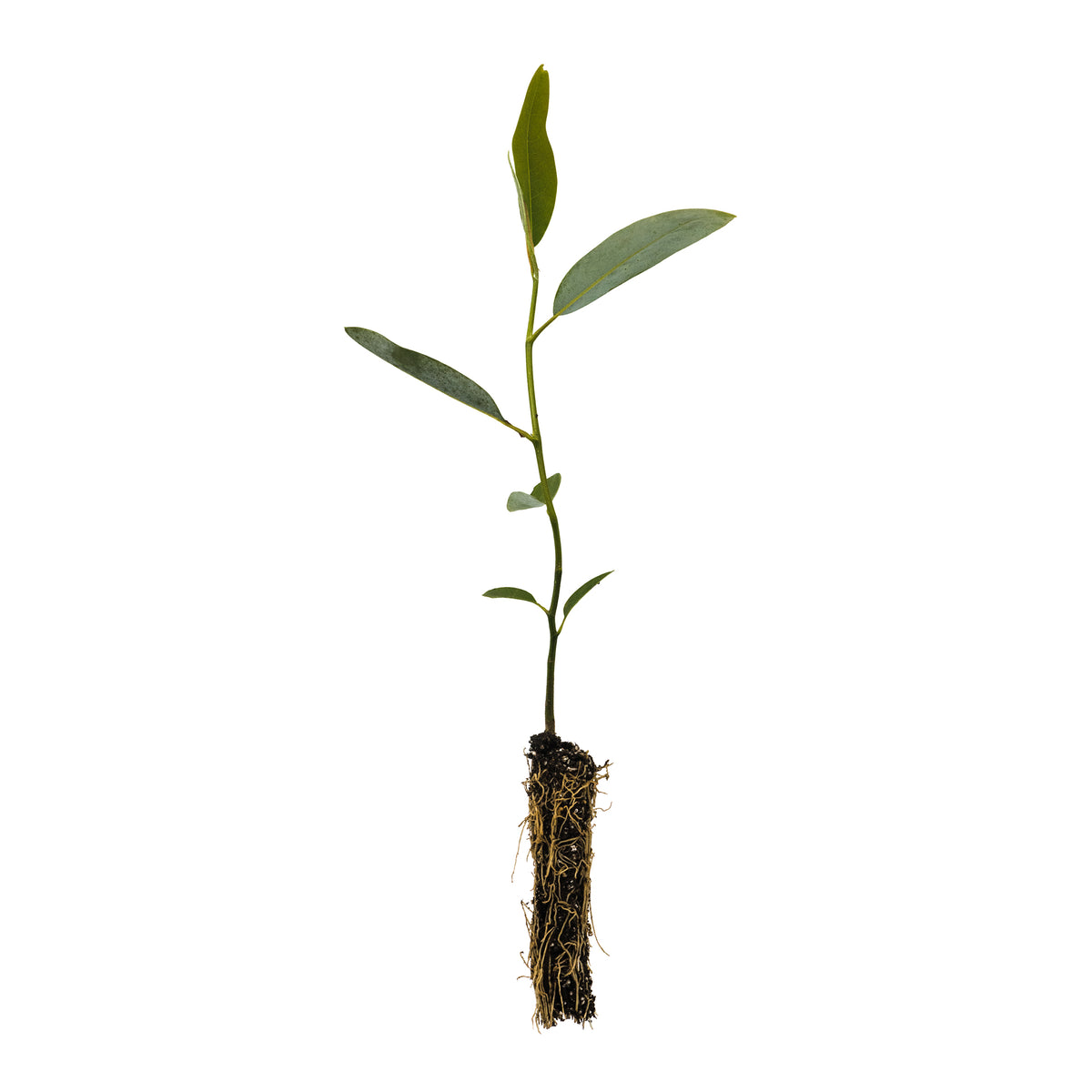 Sweetbay Magnolia | Small Tree Seedling – The Jonsteen Company