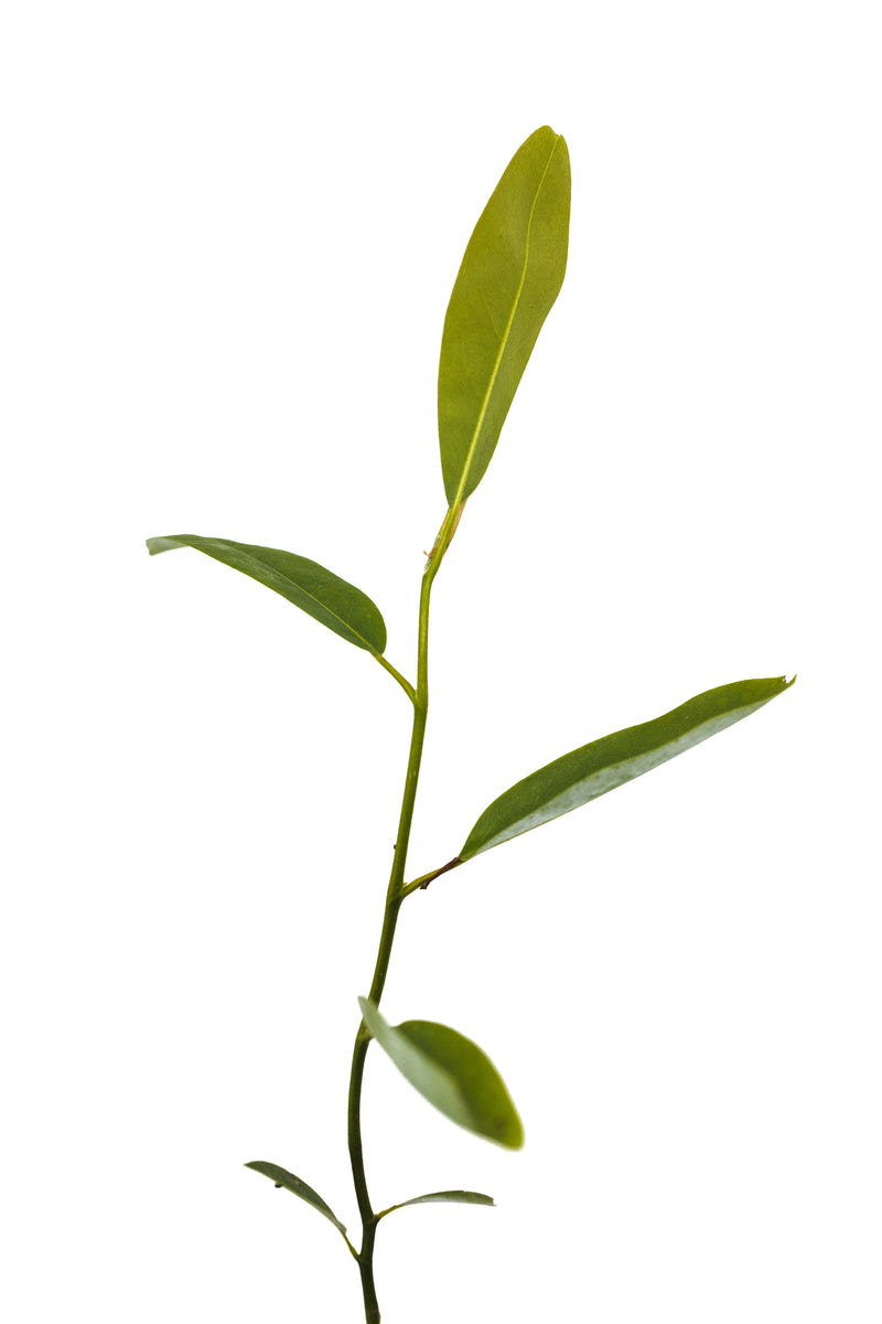 Sweetbay Magnolia | Small Tree Seedling – The Jonsteen Company
