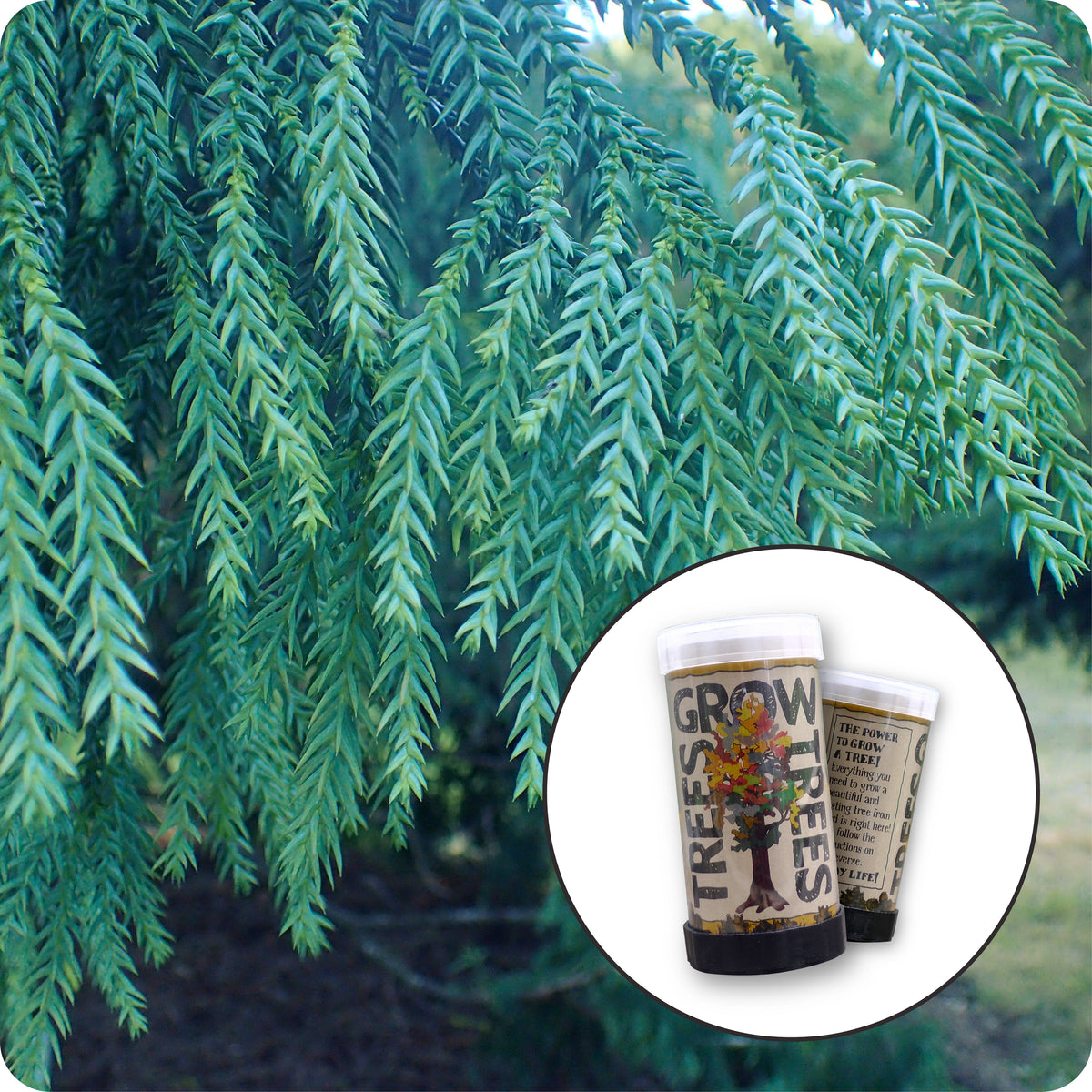Taiwan Cedar | Mini-Grow Kit – The Jonsteen Company