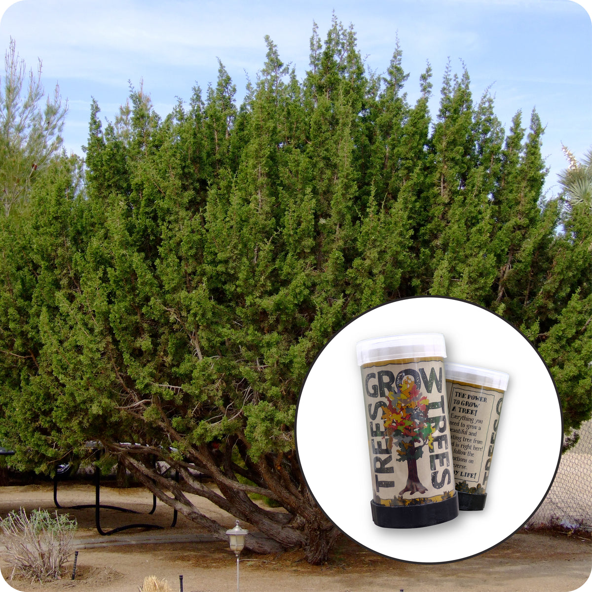 Tecate Cypress | Mini-Grow Kit – The Jonsteen Company