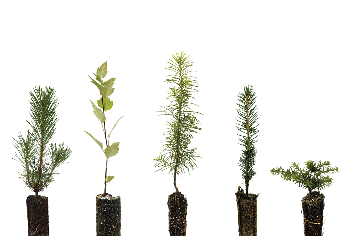 Trees of the Pacific Northwest | Collection of 5 Seedlings ...