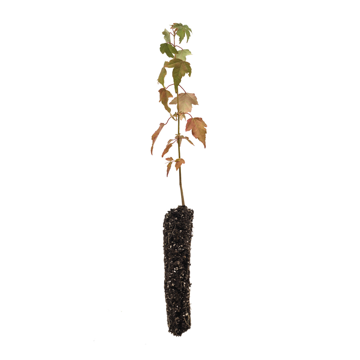 Trident Maple | Small Tree Seedling – The Jonsteen Company