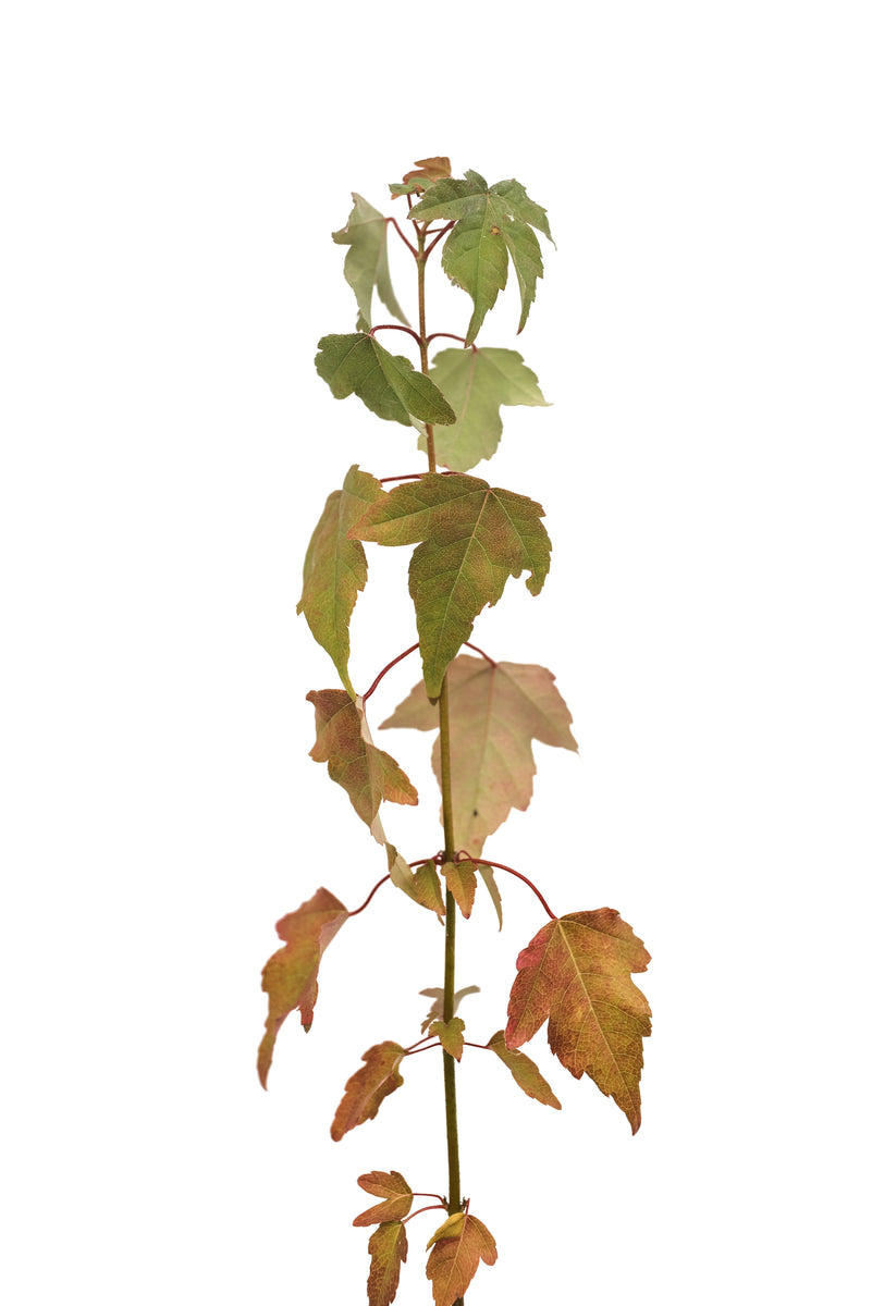 Trident Maple | Small Tree Seedling – The Jonsteen Company