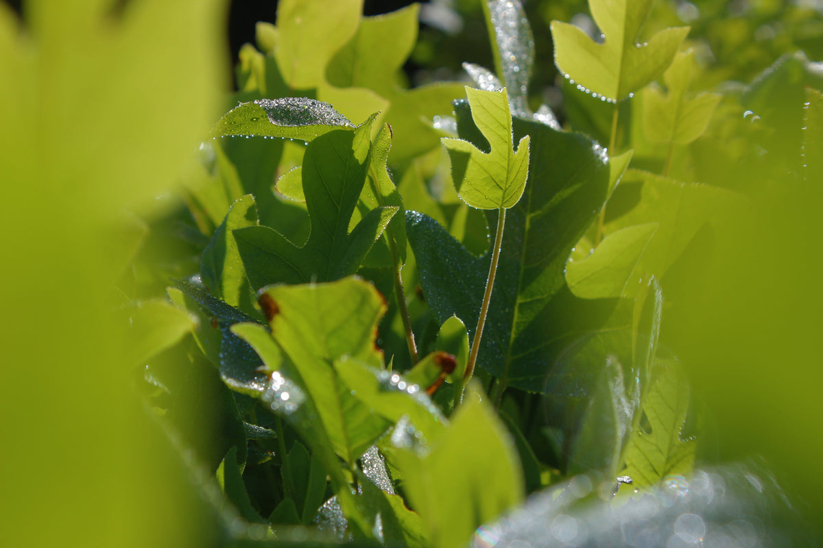 Tulip Poplar | Medium Tree Seedling – The Jonsteen Company