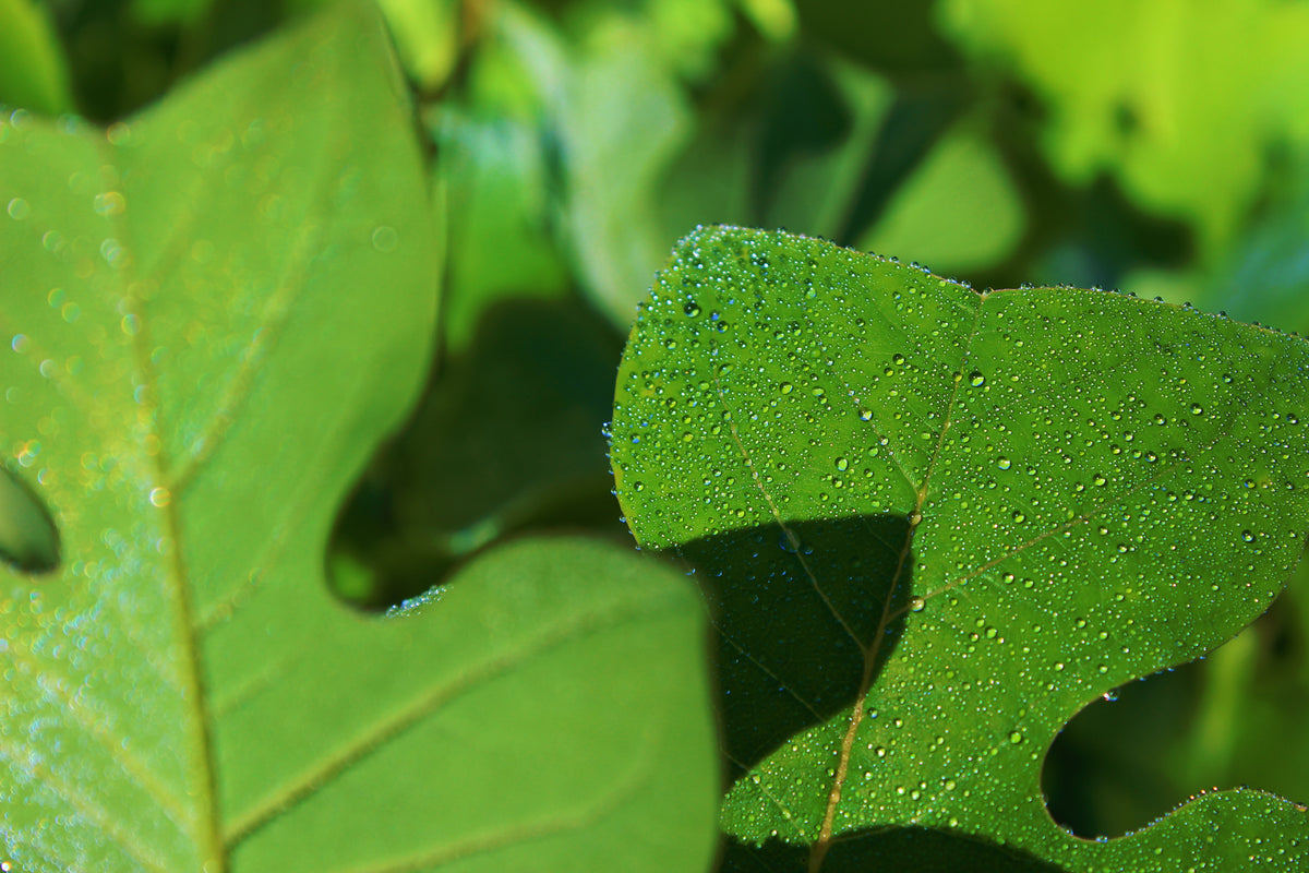 Tulip Poplar | Medium Tree Seedling – The Jonsteen Company