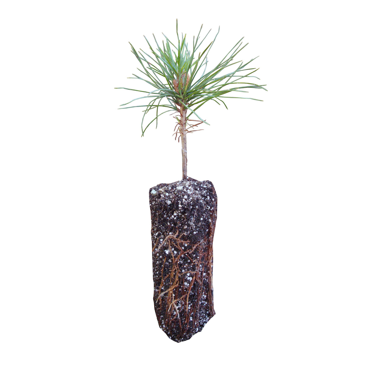Western White Pine | Medium Tree Seedling – The Jonsteen Company
