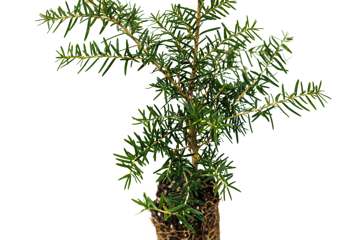 Western Hemlock | Medium Tree Seedling – The Jonsteen Company