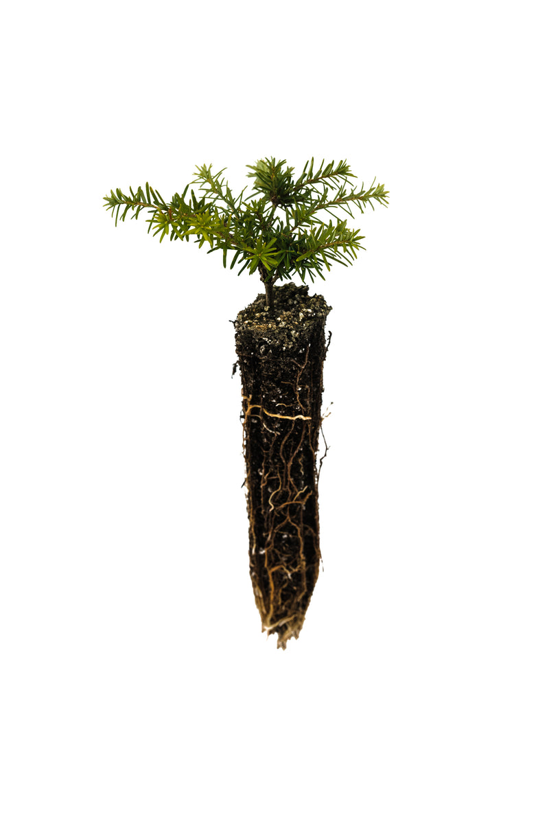Western Hemlock | Small Tree Seedling – The Jonsteen Company