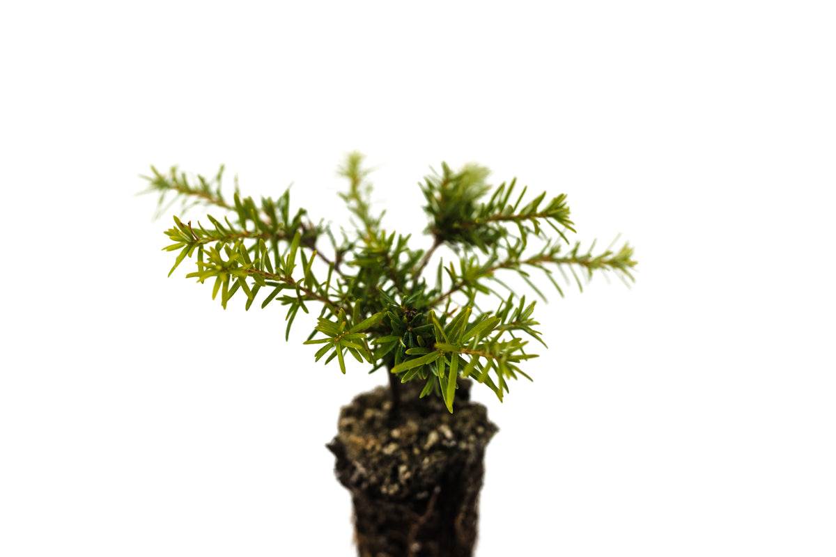Western Hemlock | Small Tree Seedling – The Jonsteen Company