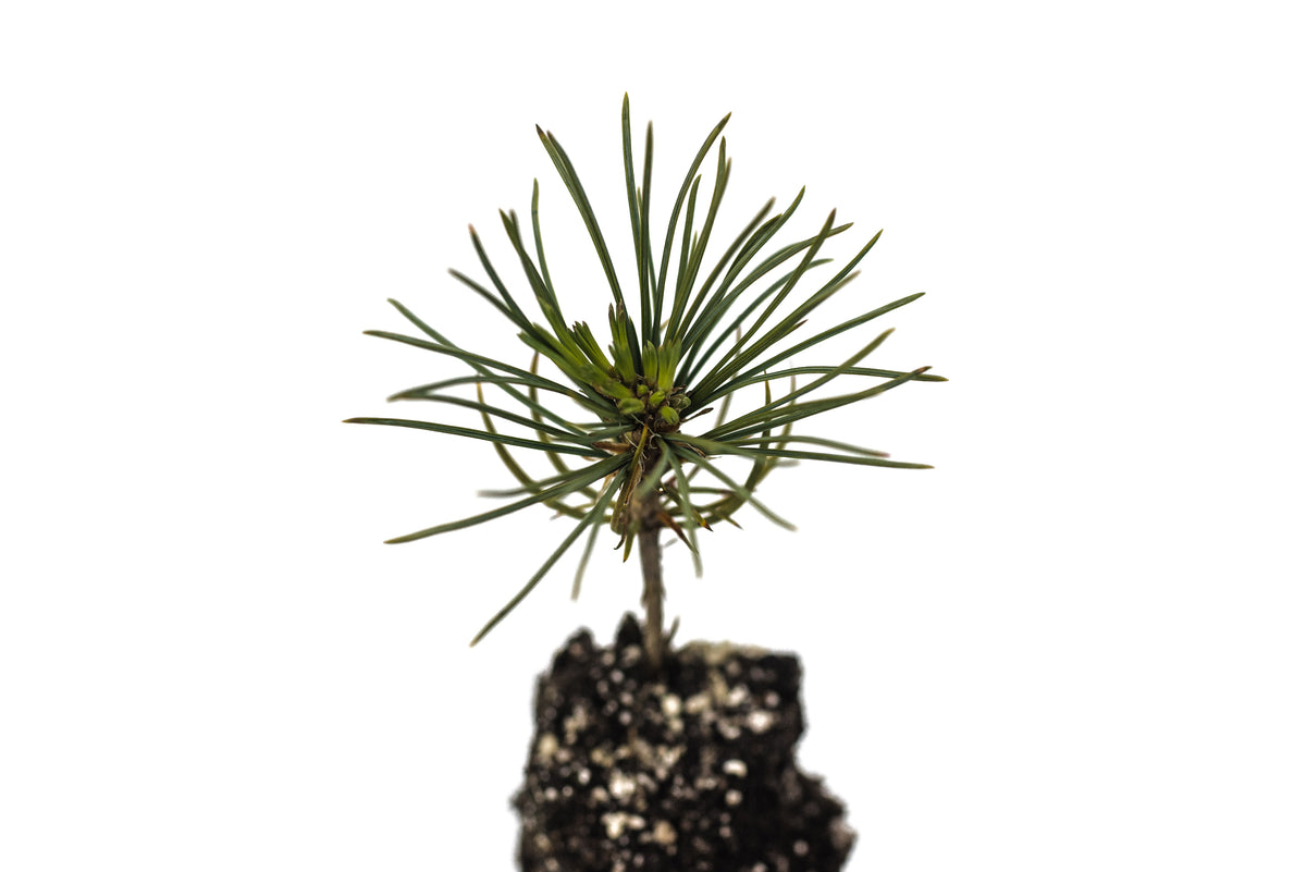 Whitebark Pine | Medium Tree Seedling – The Jonsteen Company