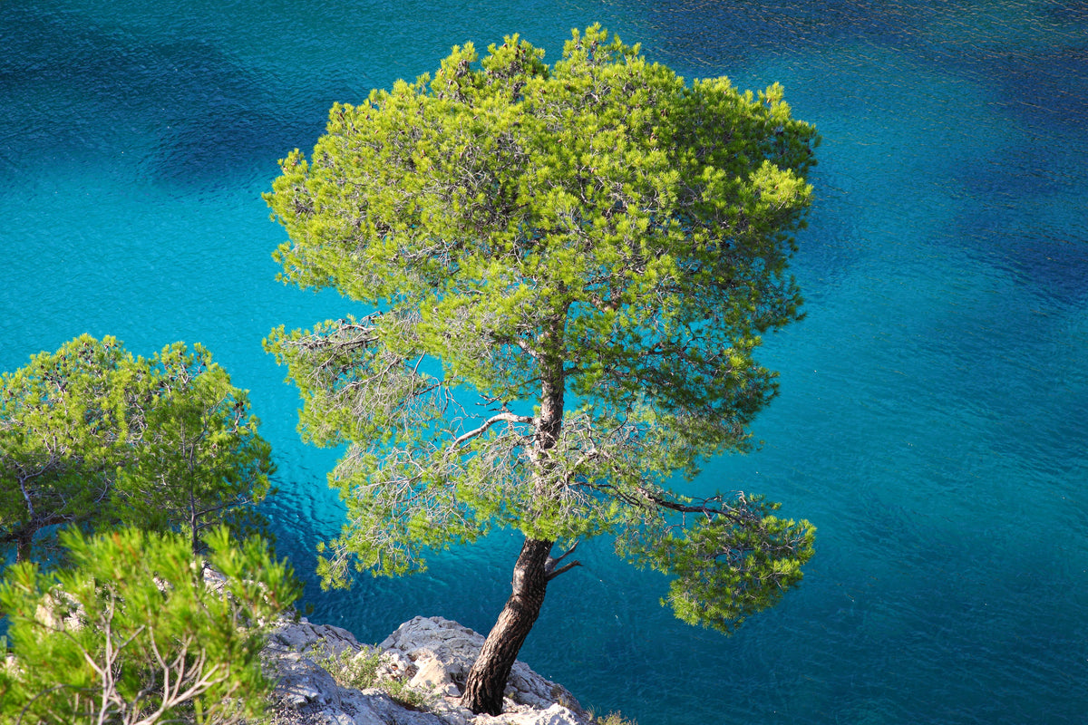 Aleppo Pine | Lot of 30 Tree Seedlings – The Jonsteen Company