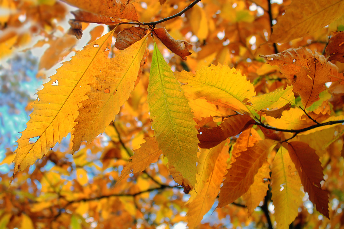American Chestnut | Medium Tree Seedling – SequoiaTrees.com