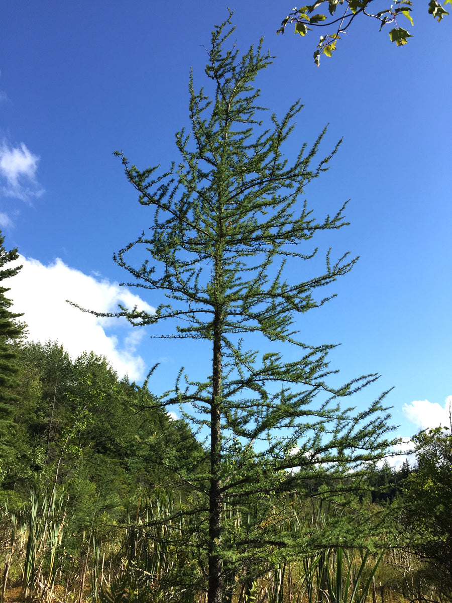 American Larch | Large Tree Seedling – The Jonsteen Company