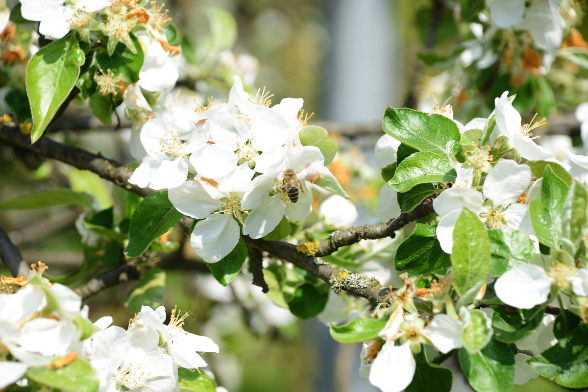 Antonovka Apple | Large Tree Seedling – The Jonsteen Company