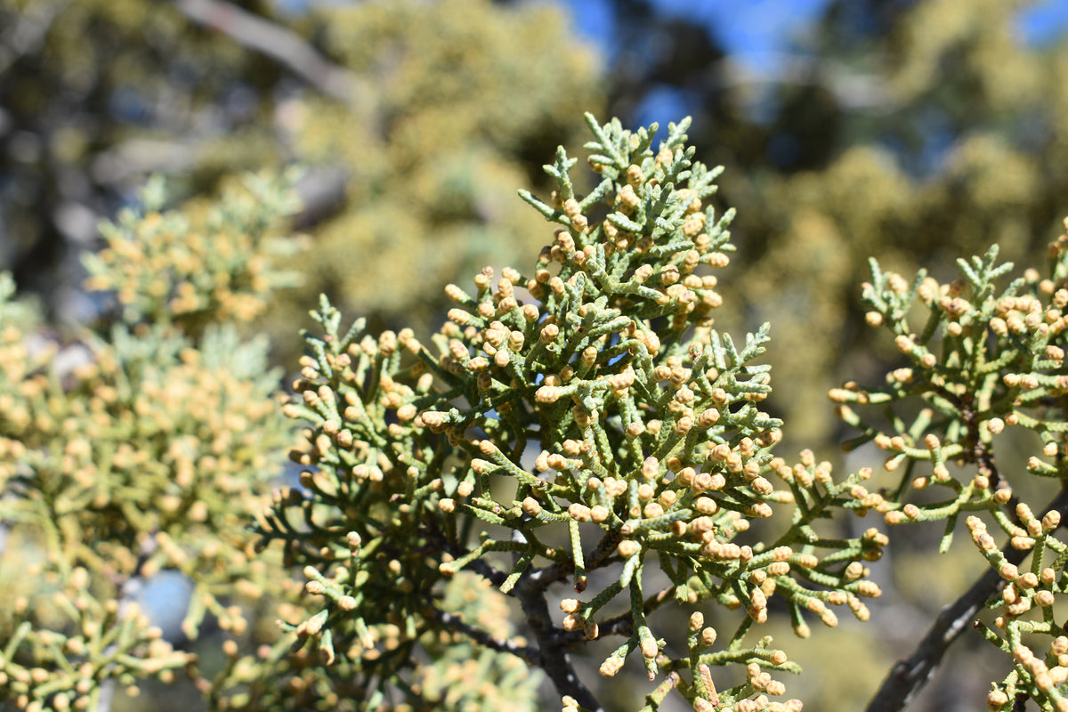 Arizona Cypress | Medium Tree Seedling – The Jonsteen Company