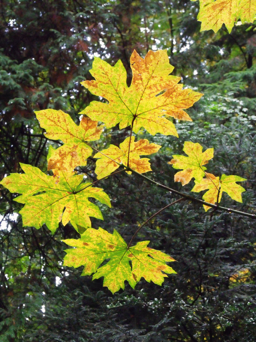 Bigleaf Maple | Medium Tree Seedling – The Jonsteen Company