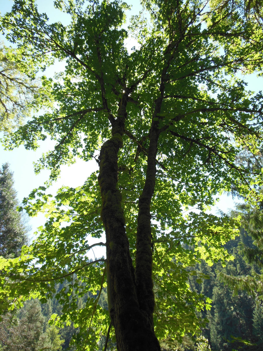 Bigleaf Maple | Medium Tree Seedling – The Jonsteen Company