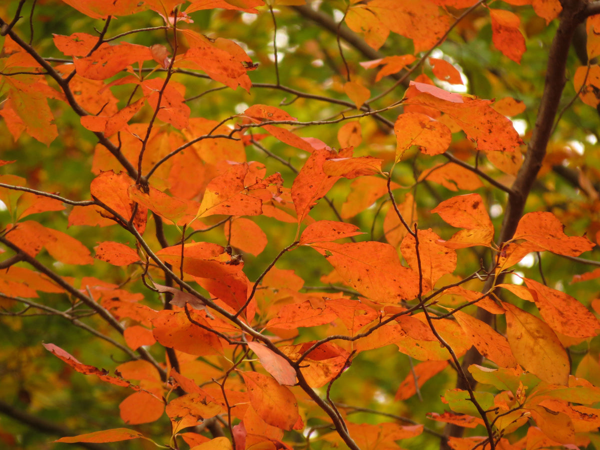 Black Tupelo | Medium Tree Seedling – The Jonsteen Company