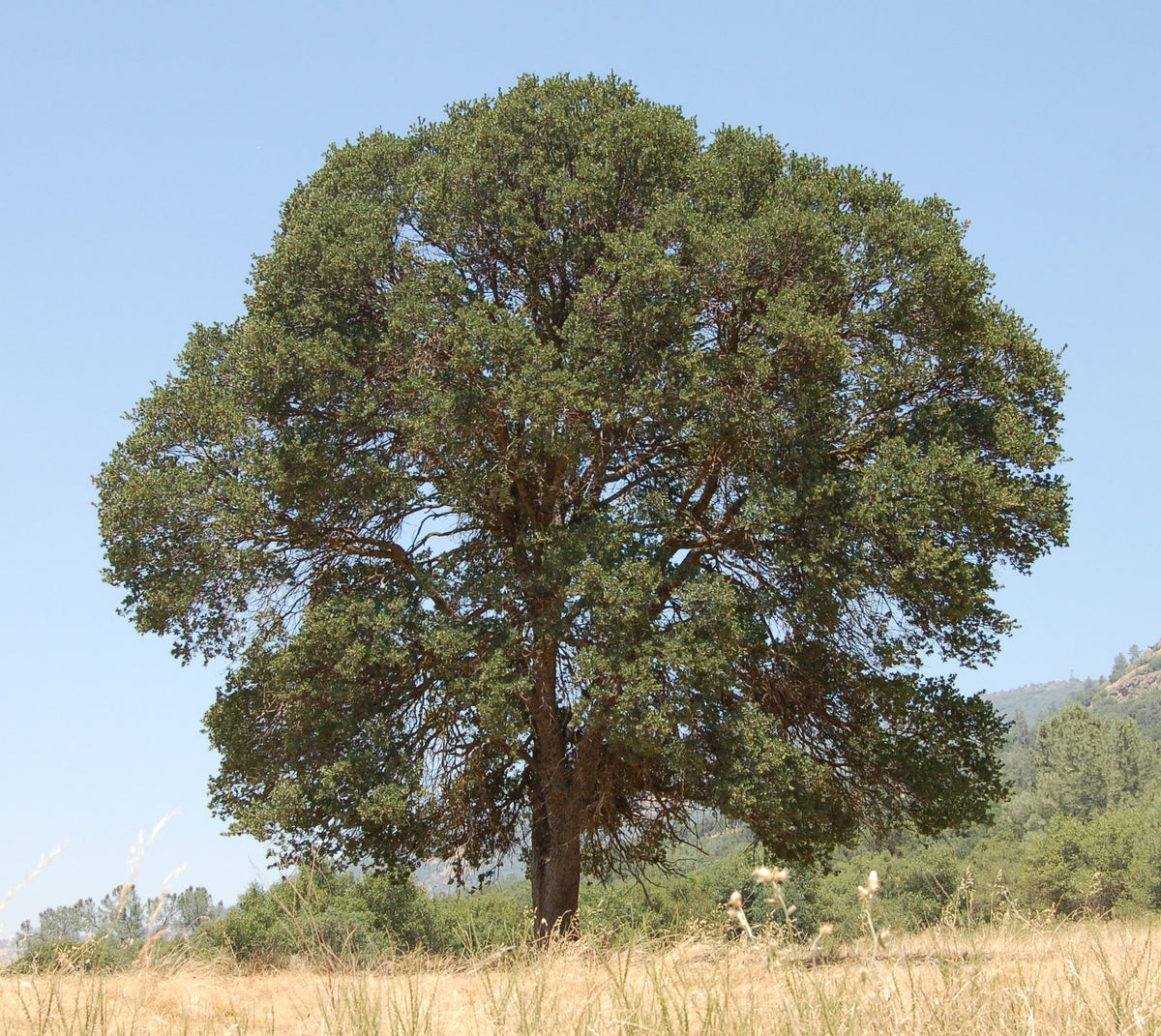 Blue Oak | Lot of 30 Tree Seedlings – The Jonsteen Company