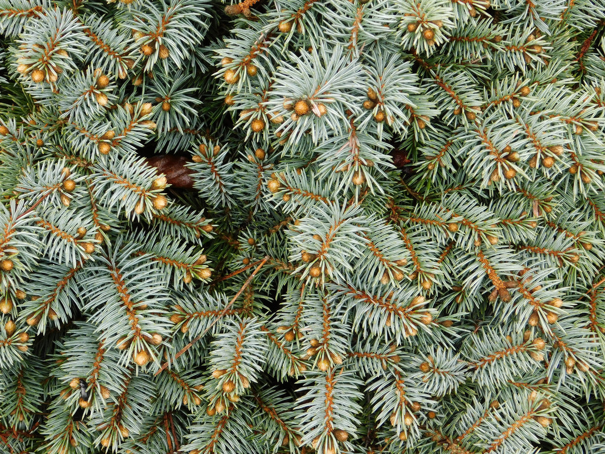 Blue Spruce | Lot of 30 Tree Seedlings – The Jonsteen Company