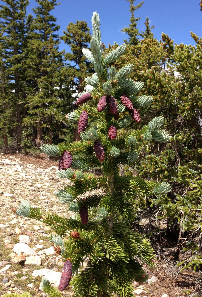 Engelmann Spruce | Small Tree Seedling – The Jonsteen Company