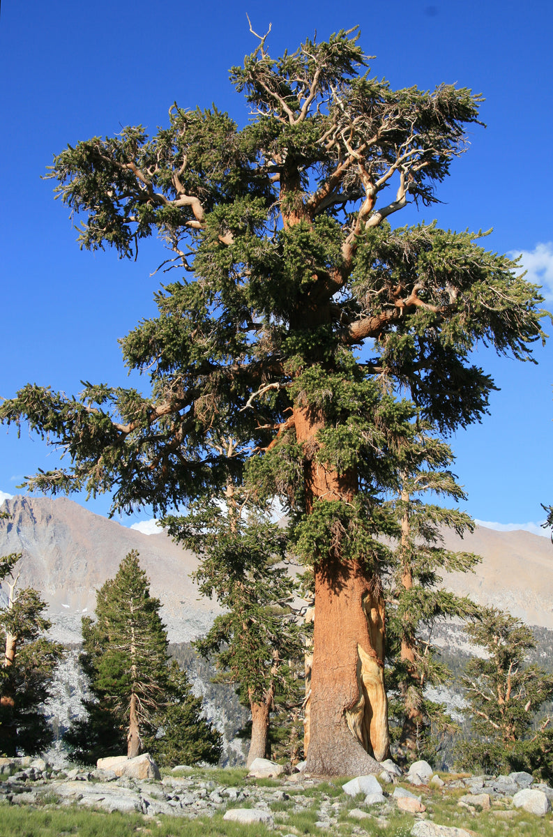 Southern Foxtail Pine | Small Tree Seedling – SequoiaTrees.com