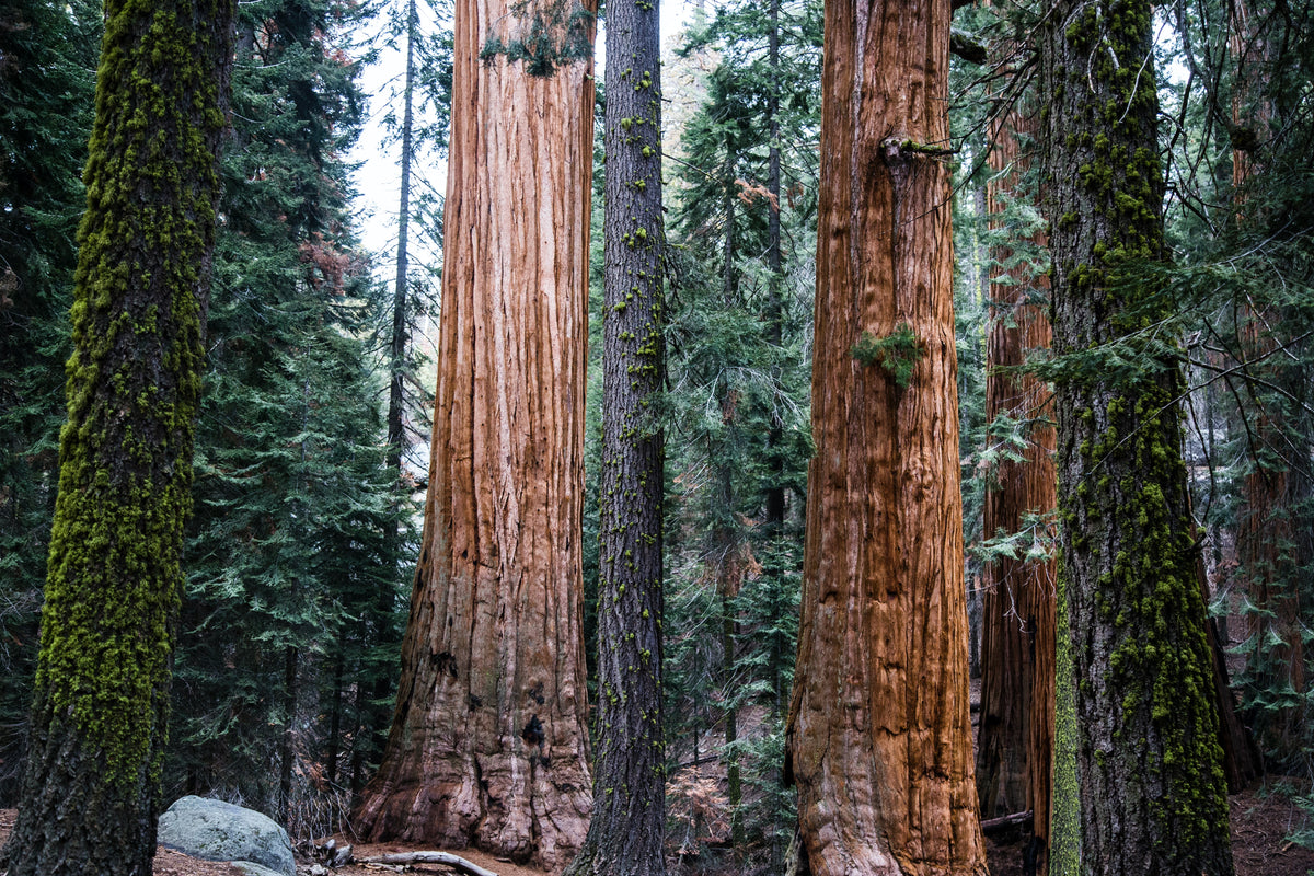 California Redwood | Giant Sequoia | Seed Grow Kit – The Jonsteen Company