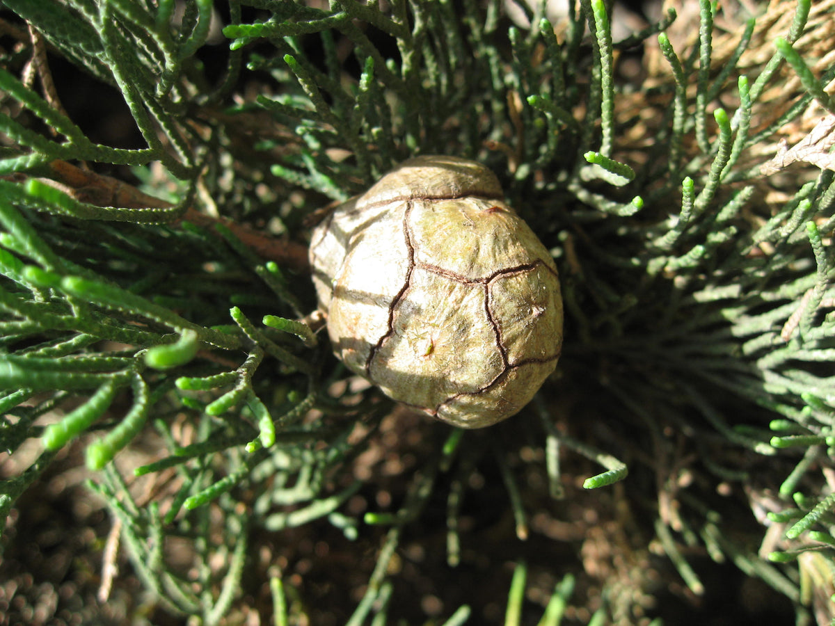 Italian Cypress | Mini-Grow Kit – The Jonsteen Company