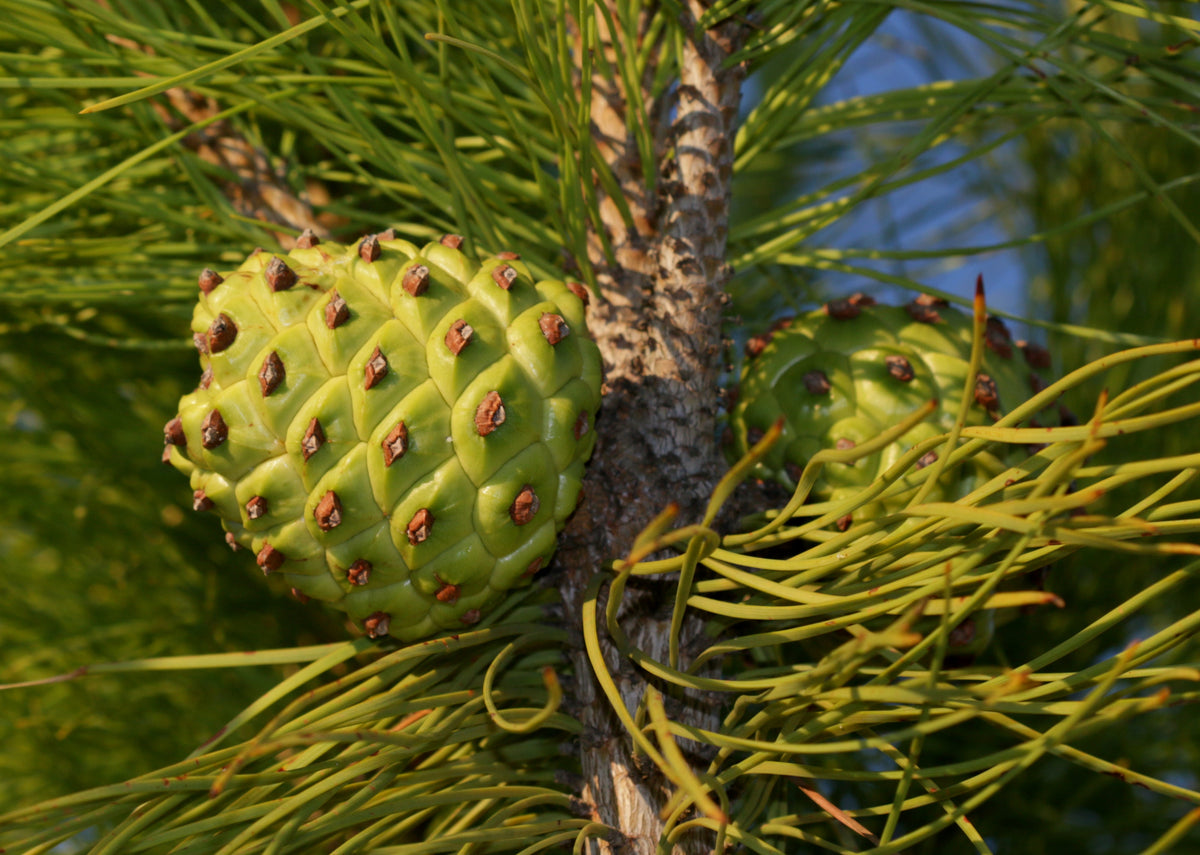 Italian Stone Pine | Medium Tree Seedling – The Jonsteen Company