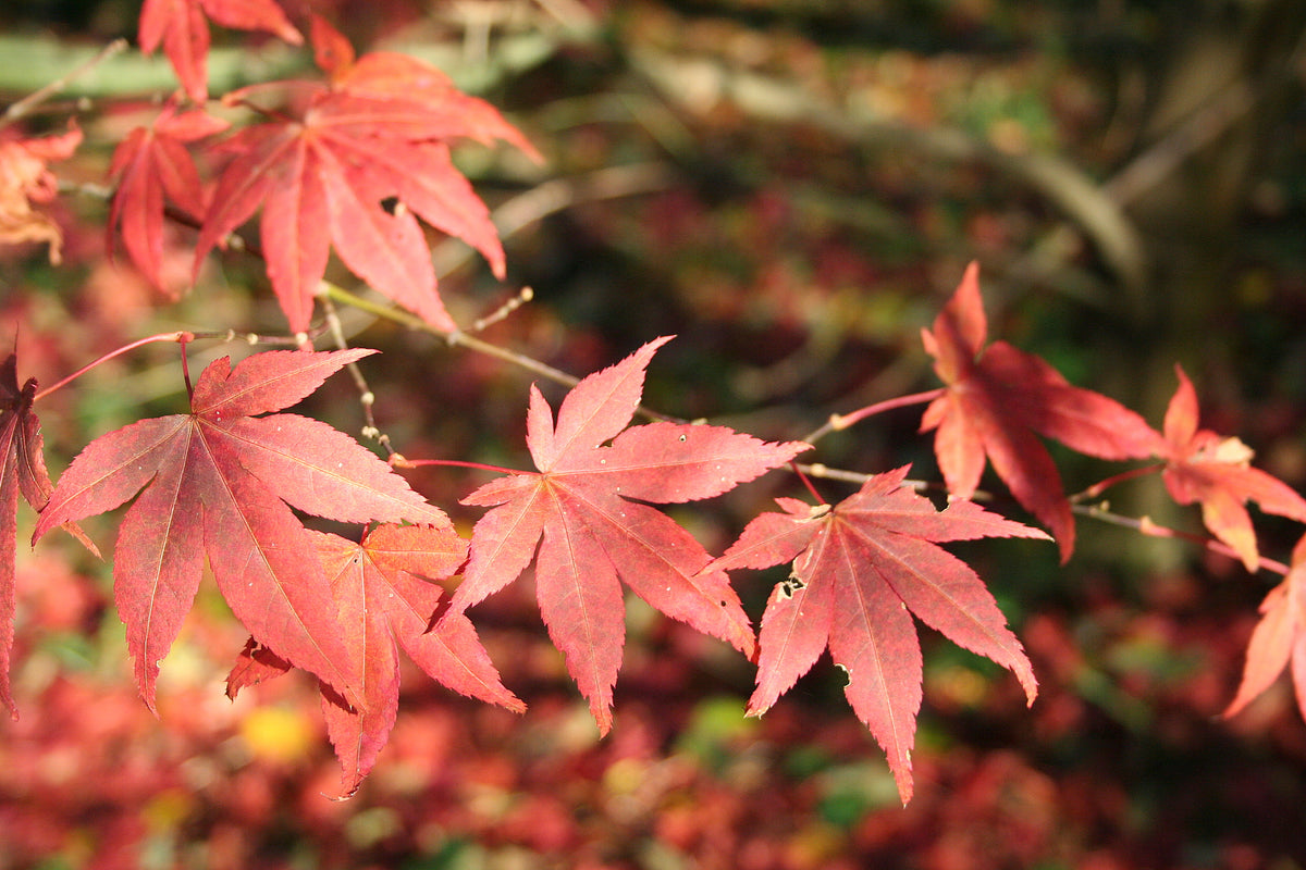 Japanese Red Maple | Small Tree Seedling – The Jonsteen Company