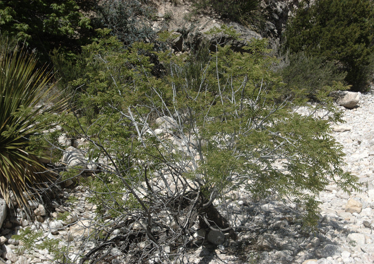 Little Walnut | Medium Tree Seedling – The Jonsteen Company