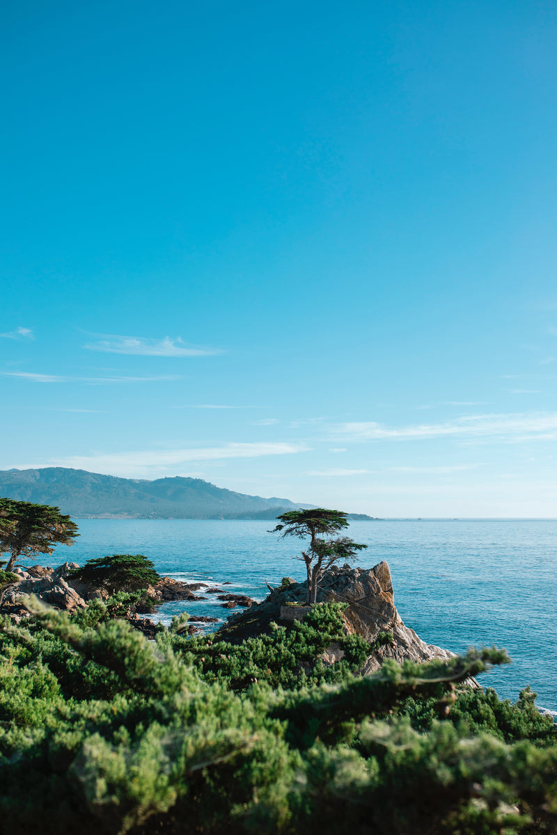 Trees of Monterey | Collection of 5 Seedlings – The Jonsteen Company