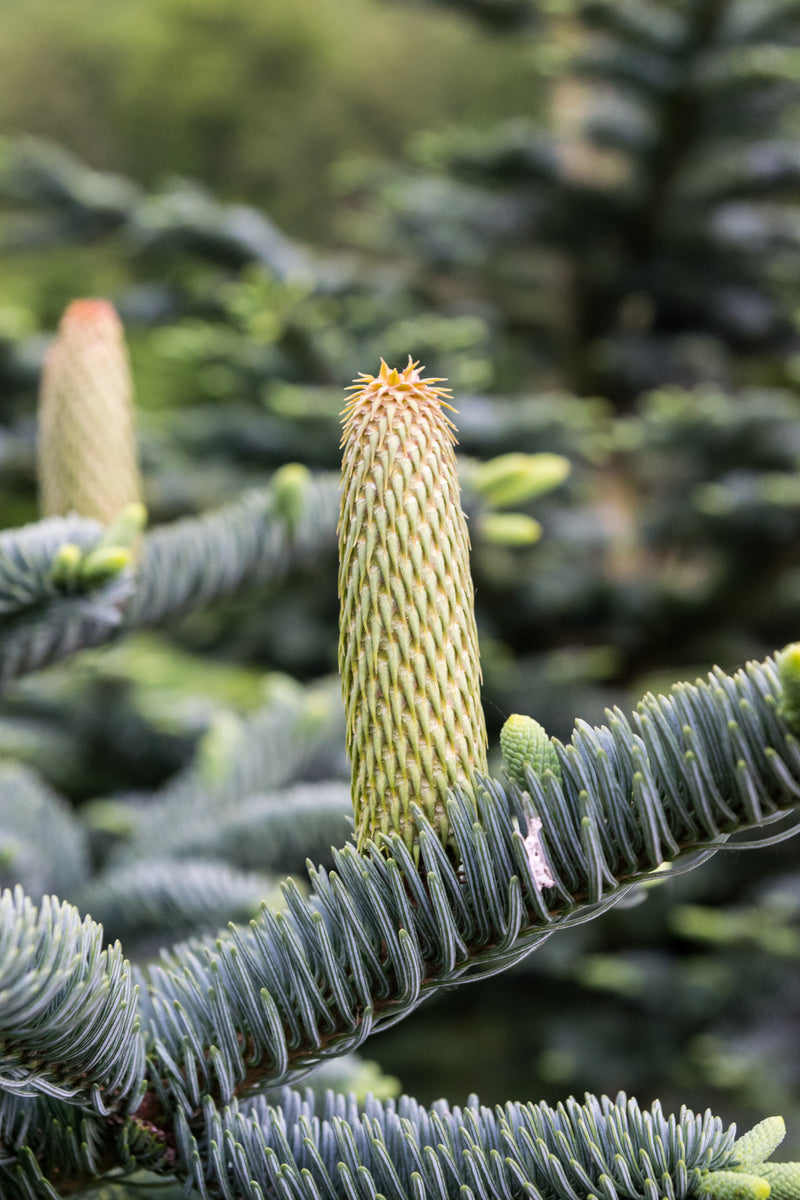Noble Fir | Medium Tree Seedling – The Jonsteen Company