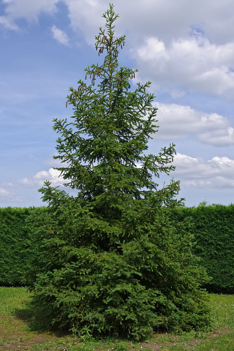 Norway Spruce | Medium Tree Seedling – The Jonsteen Company