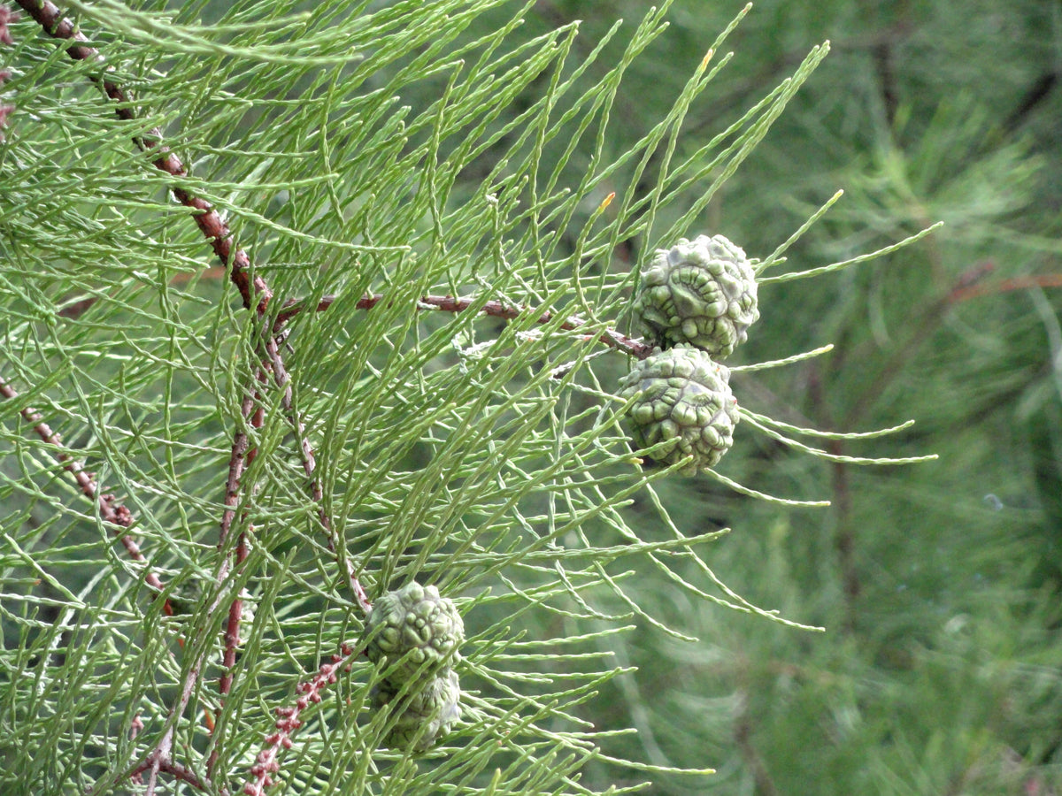 Pond Cypress | Mini-Grow Kit – The Jonsteen Company