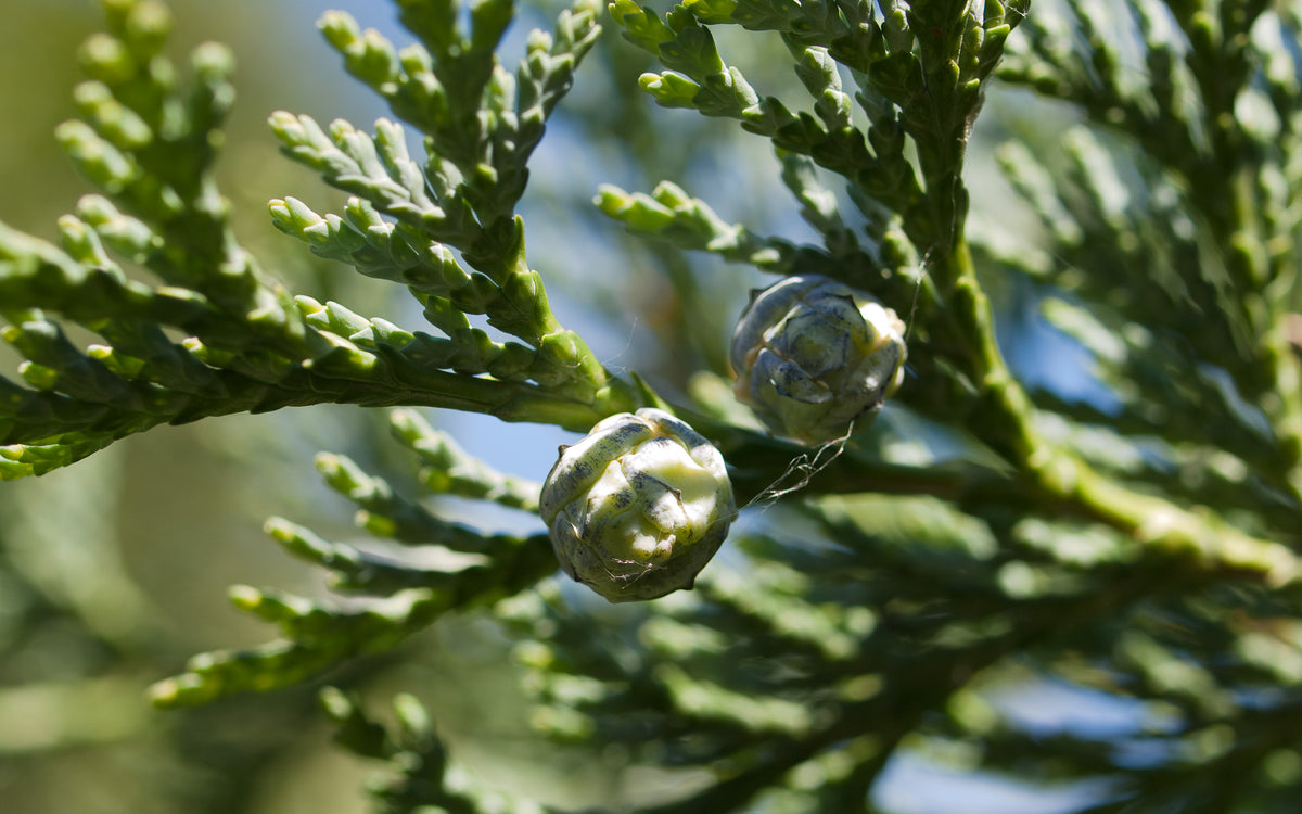 Port Orford Cedar | Medium Tree Seedling – SequoiaTrees.com