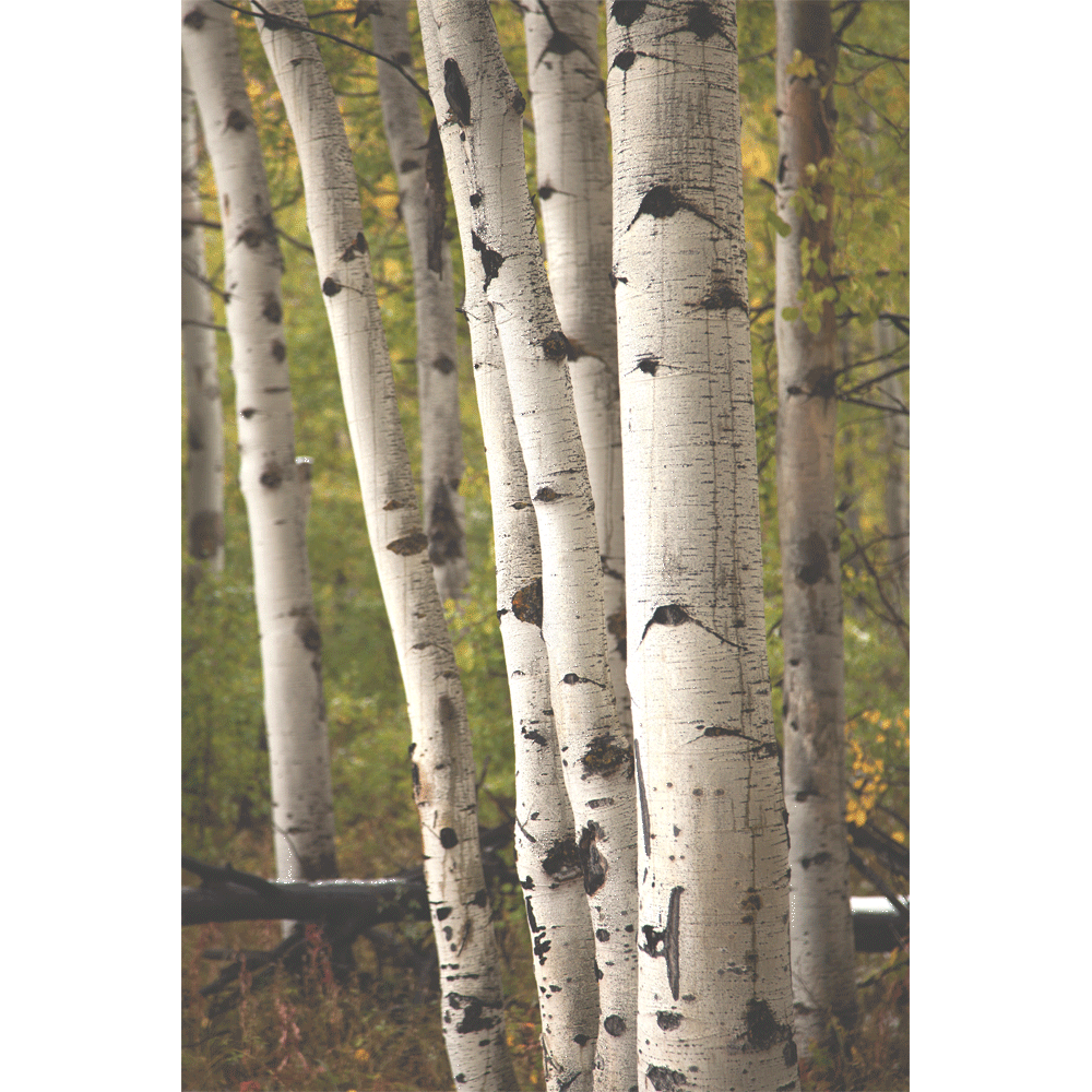 Quaking Aspen | Seed Grow Kit – The Jonsteen Company
