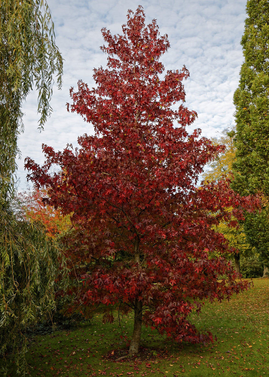 Red Maple | Small Tree Seedling – The Jonsteen Company