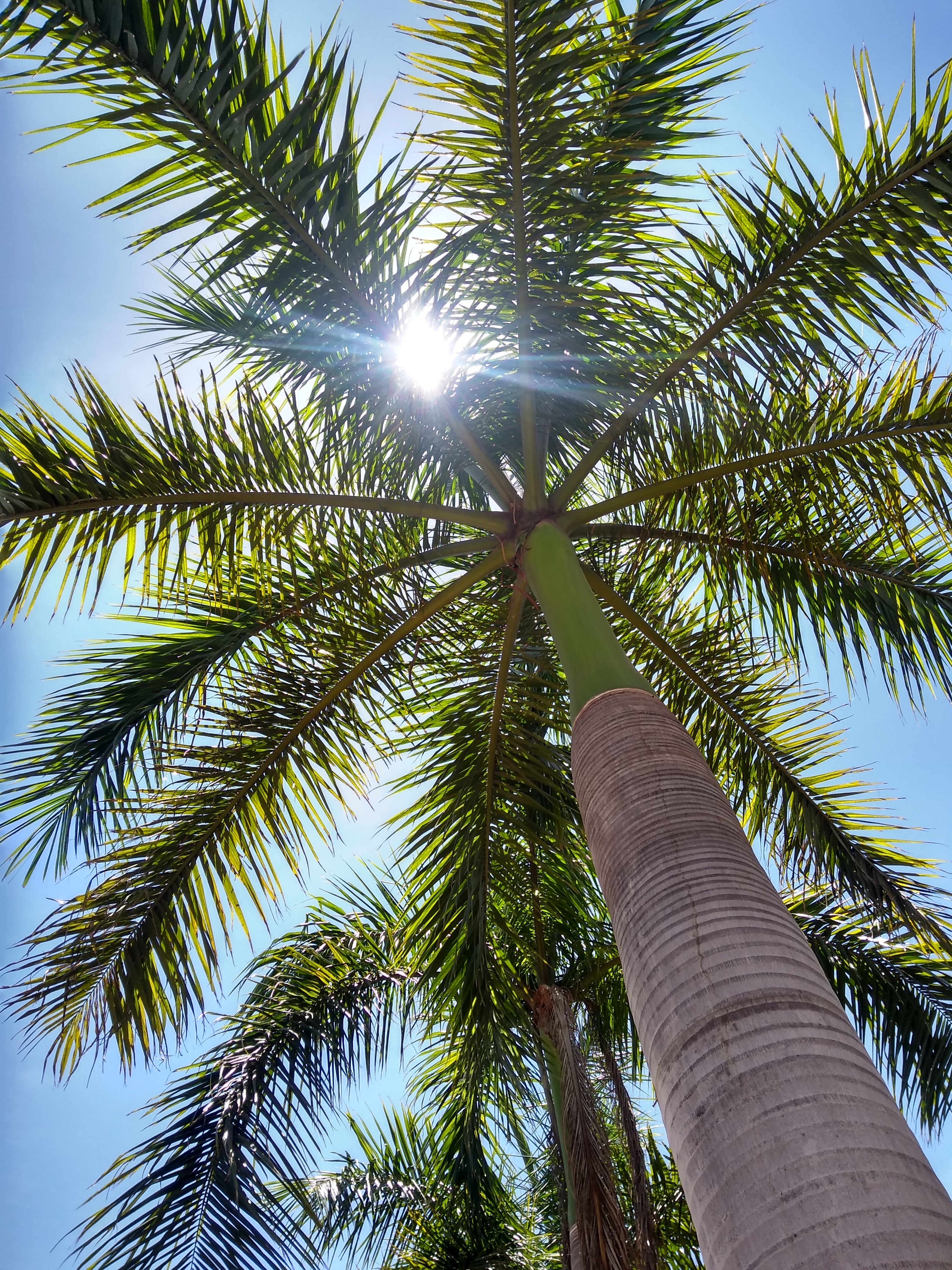 Palm Tree Seeds Pindo Palm Seeds Edible Plant Seeds Palm Tree Seeds
