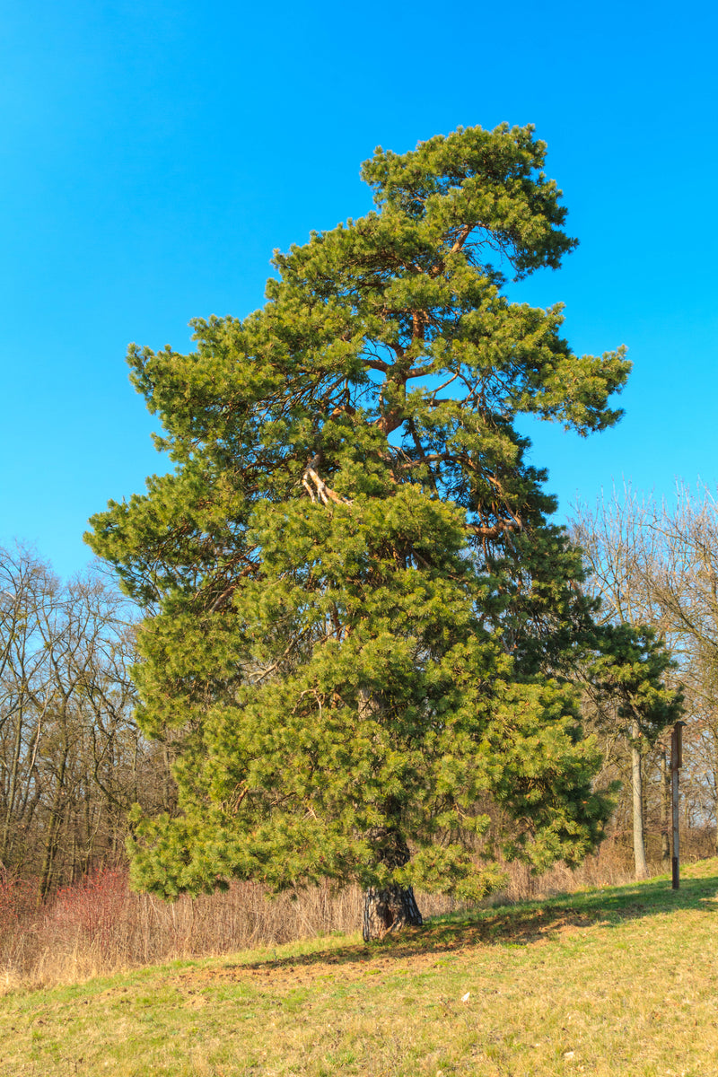 Scotch Pine | Mini-Grow Kit – The Jonsteen Company