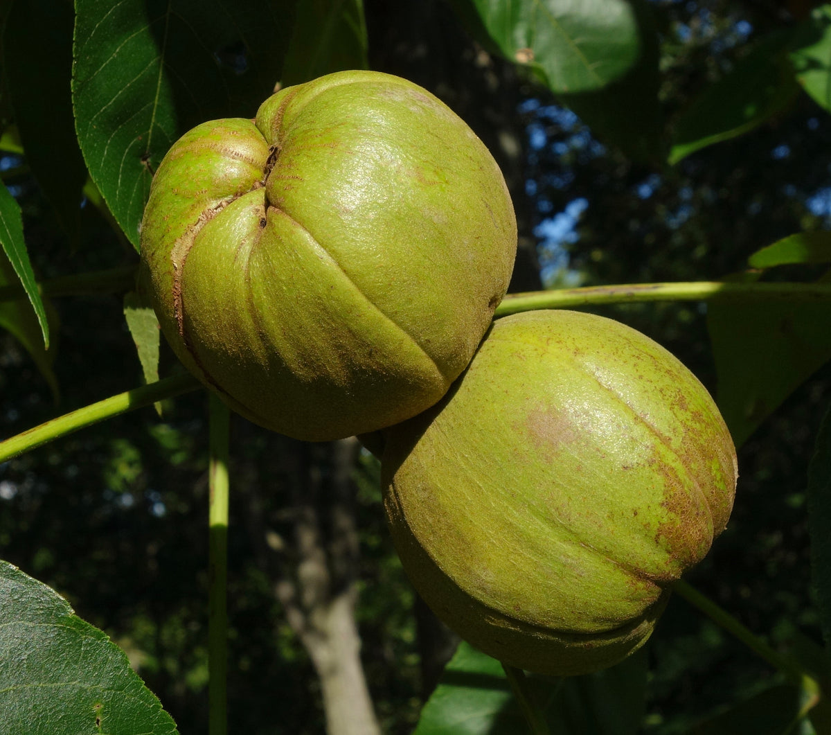 Shellbark Hickory | Medium Tree Seedling – The Jonsteen Company