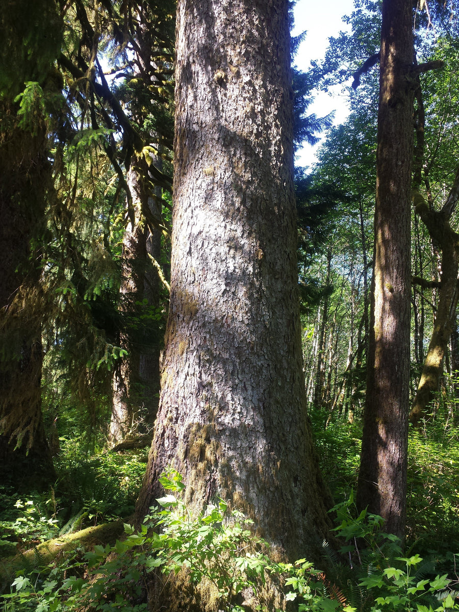 Sitka Spruce | Medium Tree Seedling – SequoiaTrees.com