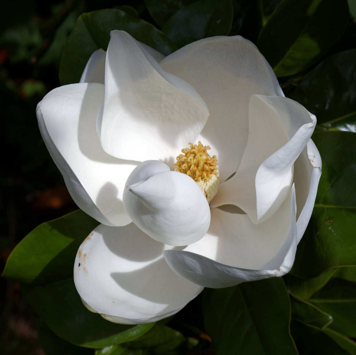 Southern Magnolia | Medium Tree Seedling – The Jonsteen Company
