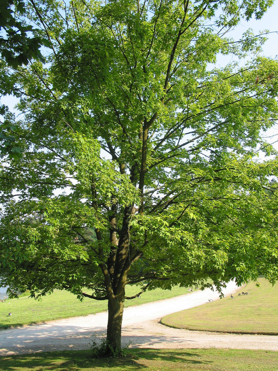 Sugar Maple | Mini-Grow Kit – The Jonsteen Company